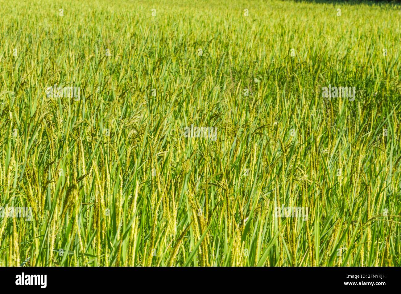 beautiful of rice fields background Stock Photo - Alamy
