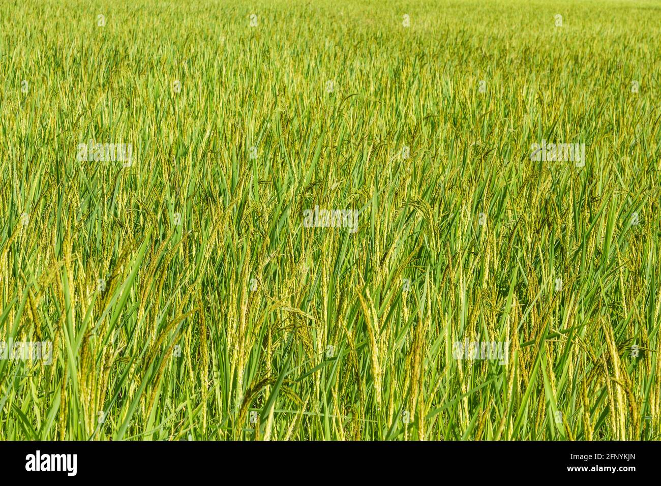beautiful of rice fields background Stock Photo - Alamy