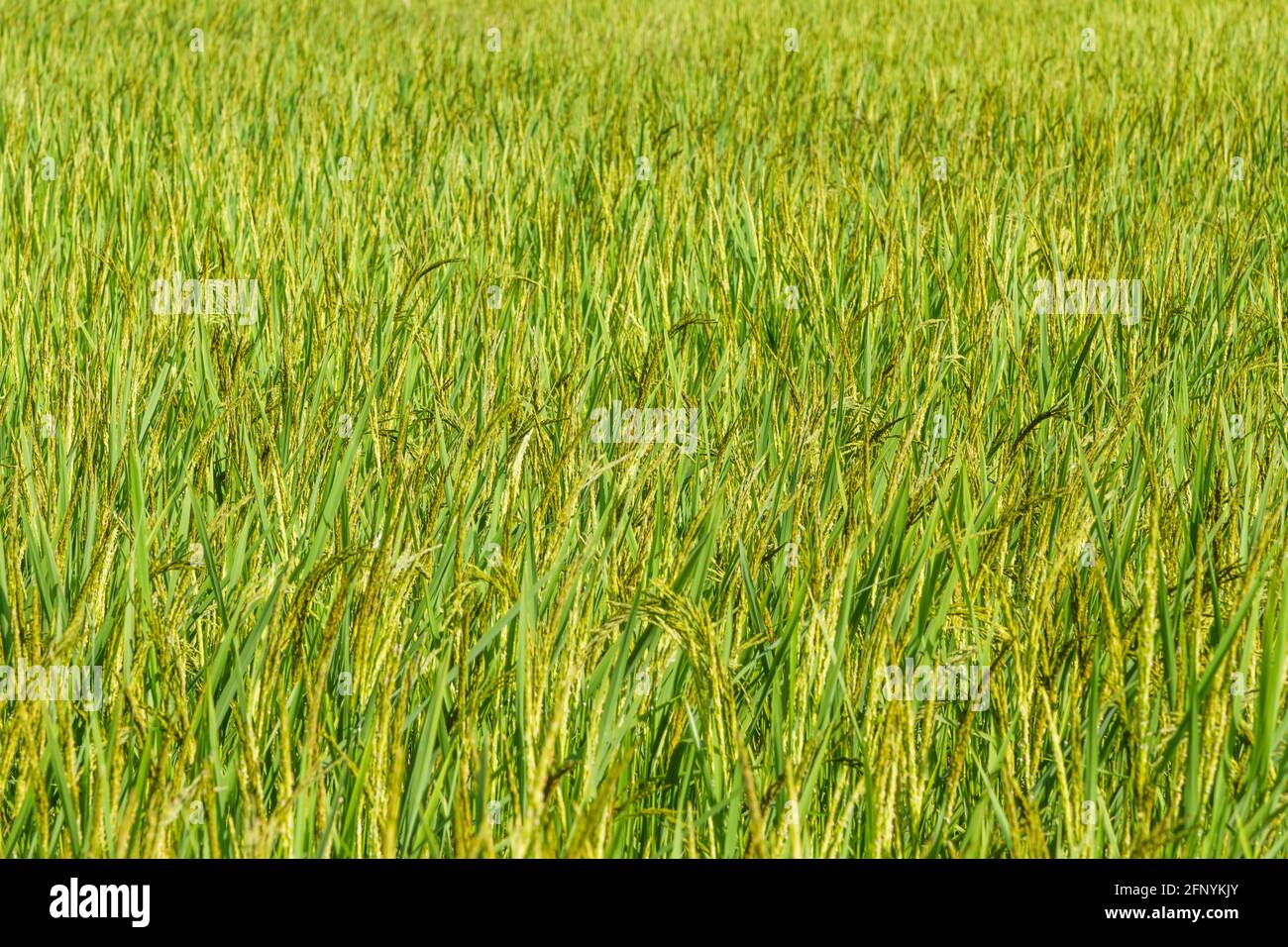 beautiful of rice fields background Stock Photo - Alamy