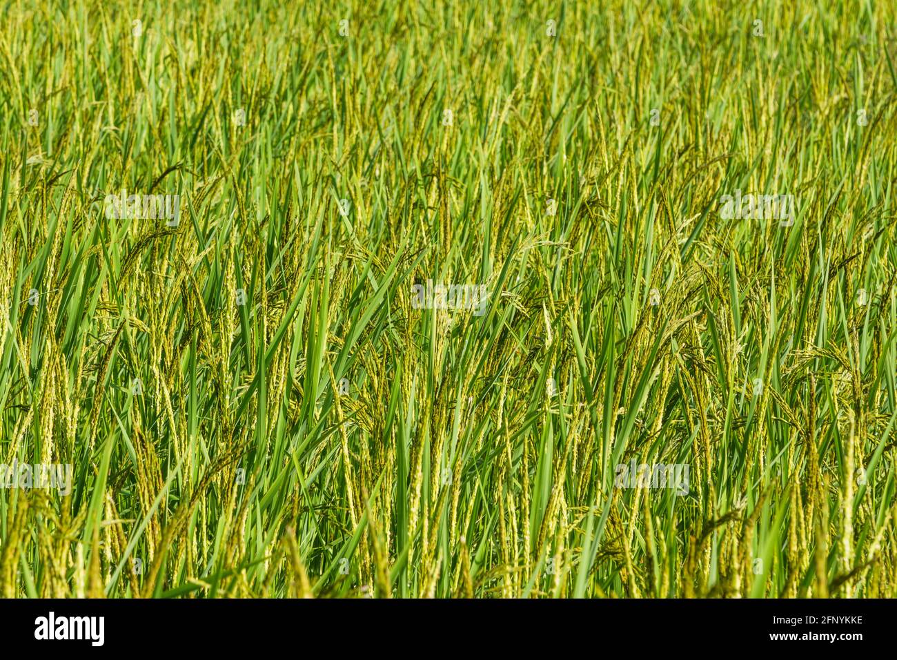 rice fields in Thailand background Stock Photo - Alamy