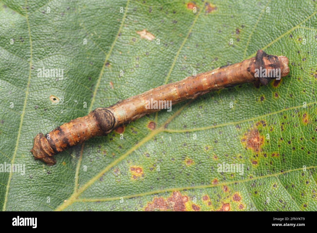 Dorsal view of Scorched Wing moth caterpillar (Plagodis dolabraria ...