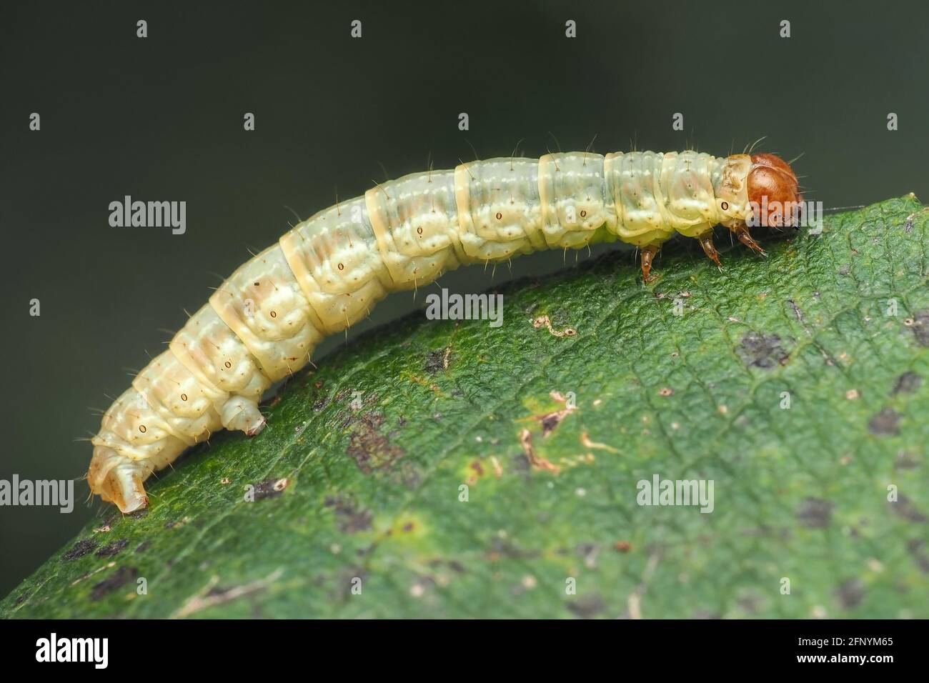 Scallop shell moth caterpillar hi-res stock photography and images - Alamy