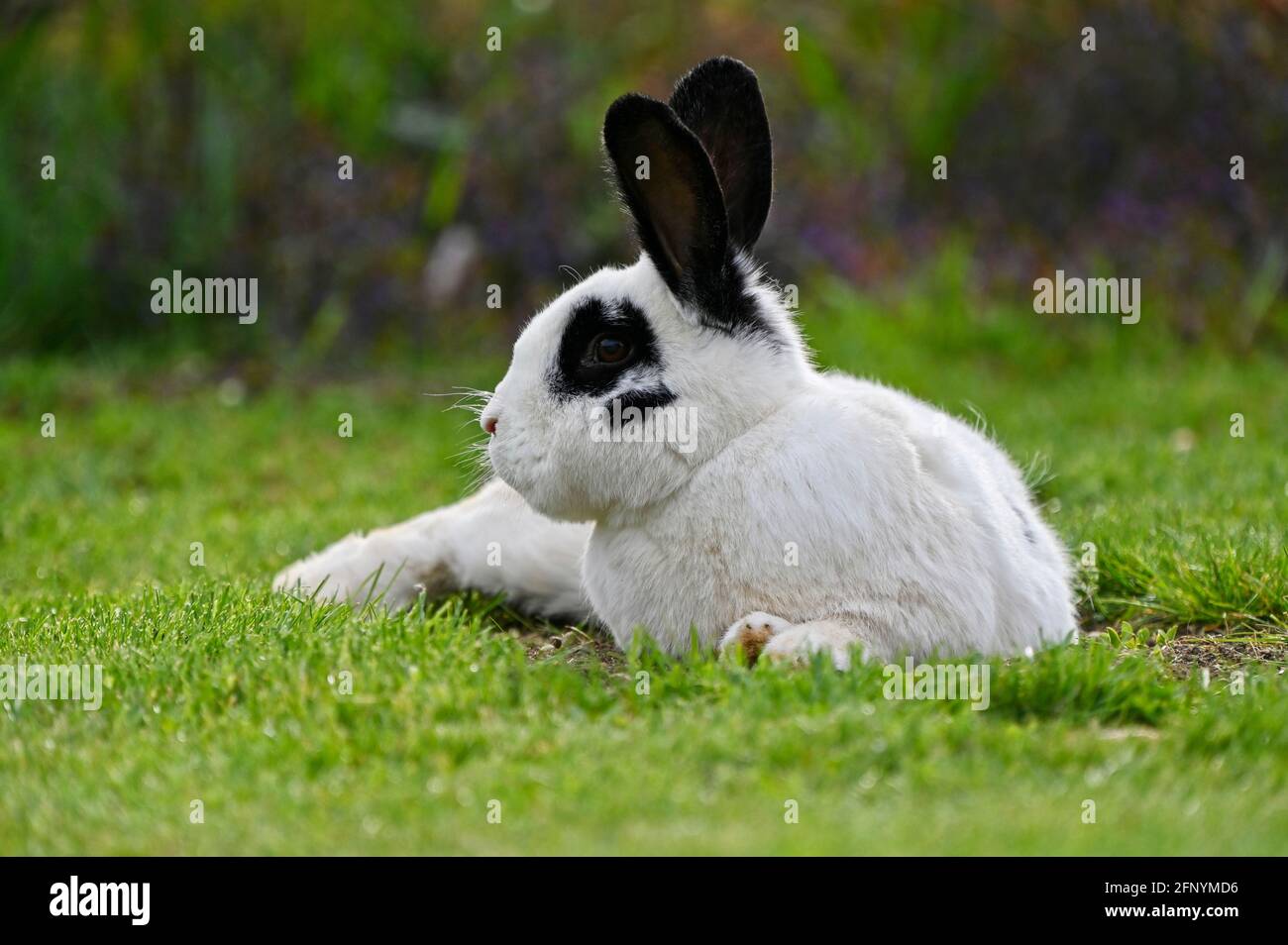 Black and white pet rabbit with long black ears and panda eyes in a ...