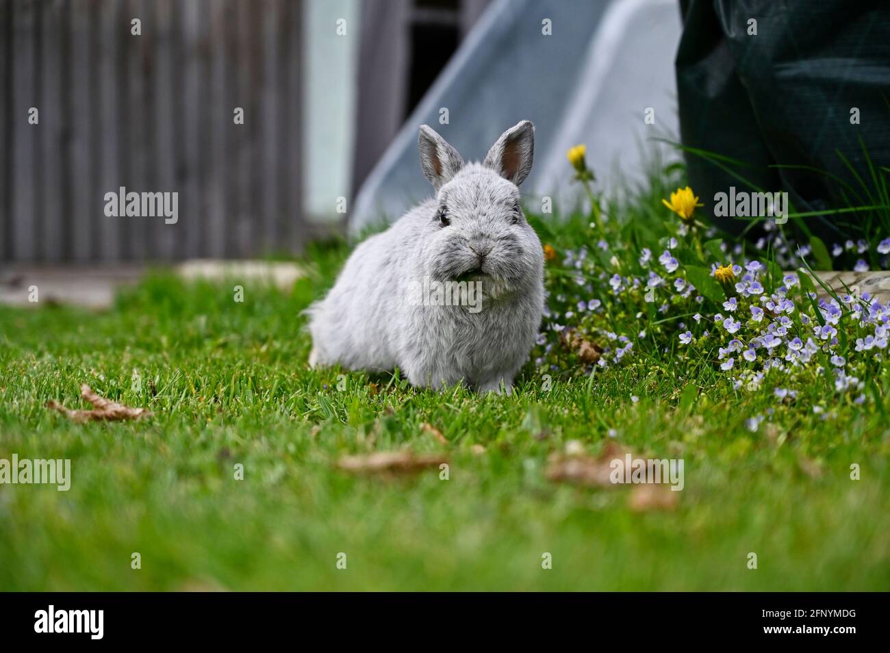 Spring flowers meadow rabbit hi-res stock photography and images - Alamy