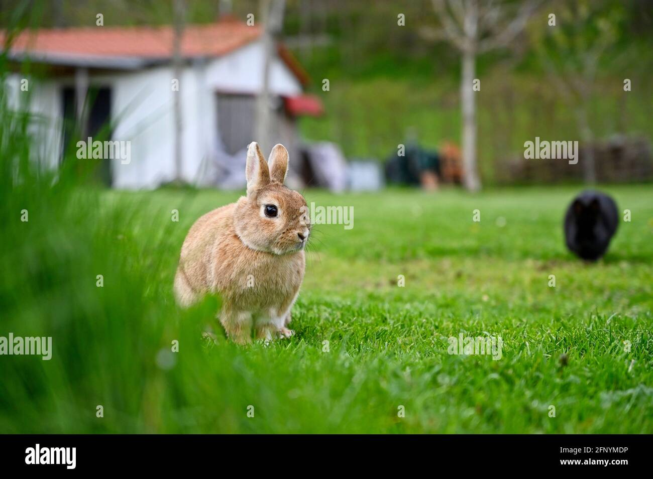 Cute brown rabbit sitting hi-res stock photography and images - Alamy