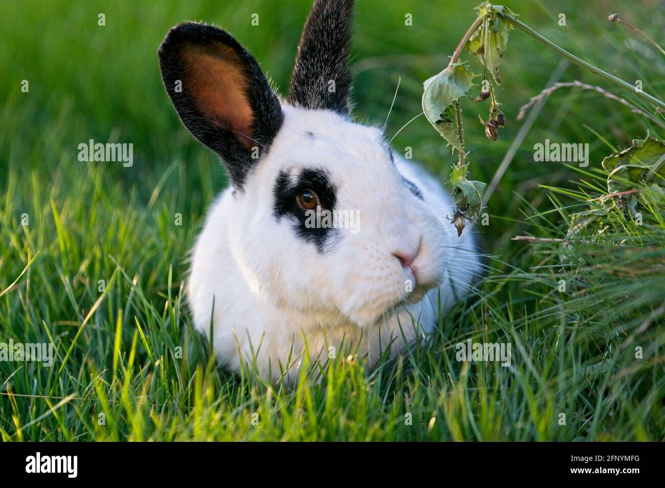 Black and white pet rabbit with long black ears and panda eyes in a ...