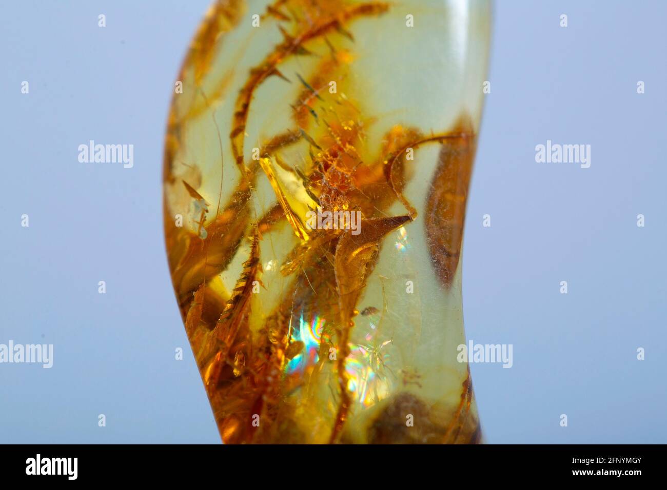amber, mineral specimen stone rock geology gem crystal Stock Photo - Alamy