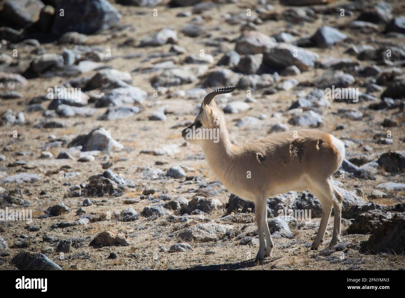 Tibetan Gazelle, Procapra picticaudata, Gurudonmar, Sikkim, India Stock ...