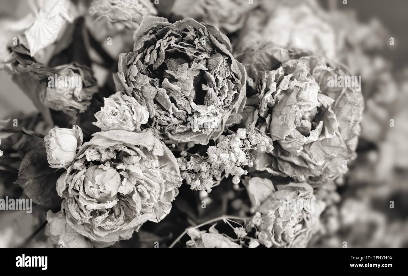Dry roses. Close-up black and white image of dried rose flowers in a ...