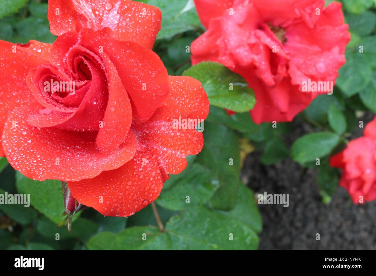 coral pink rose with drops of rain dew close-up on a eleous background ...