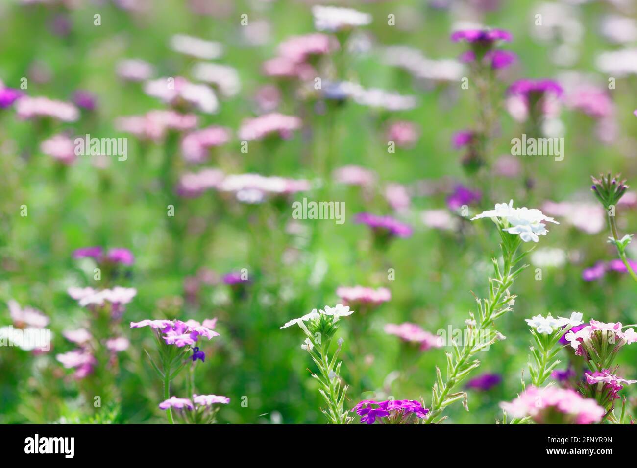 Human garden hi-res stock photography and images - Alamy