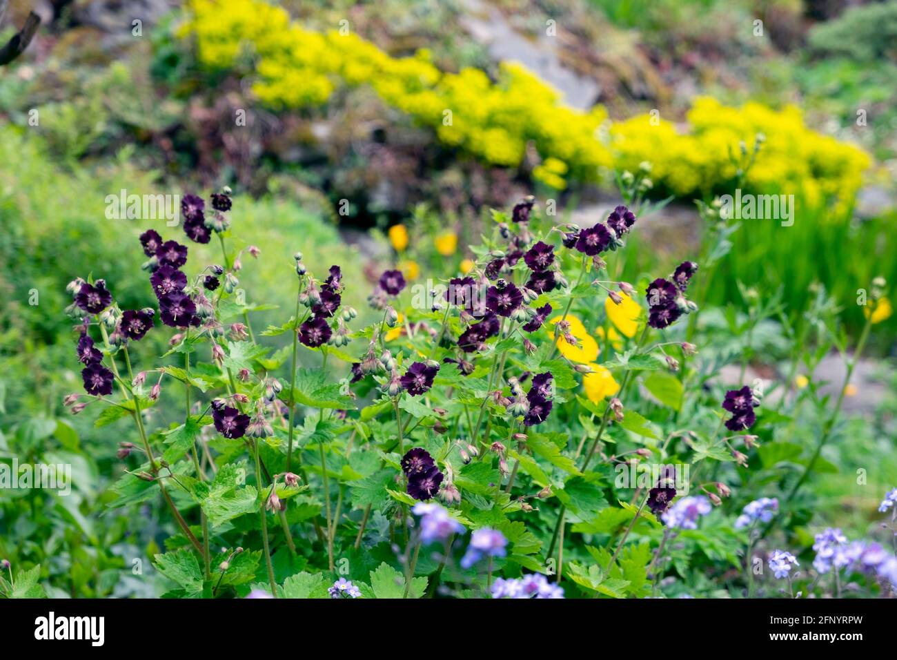 Phaeum dark purple dusky cranesbill geranium flowers in bloom in May ...