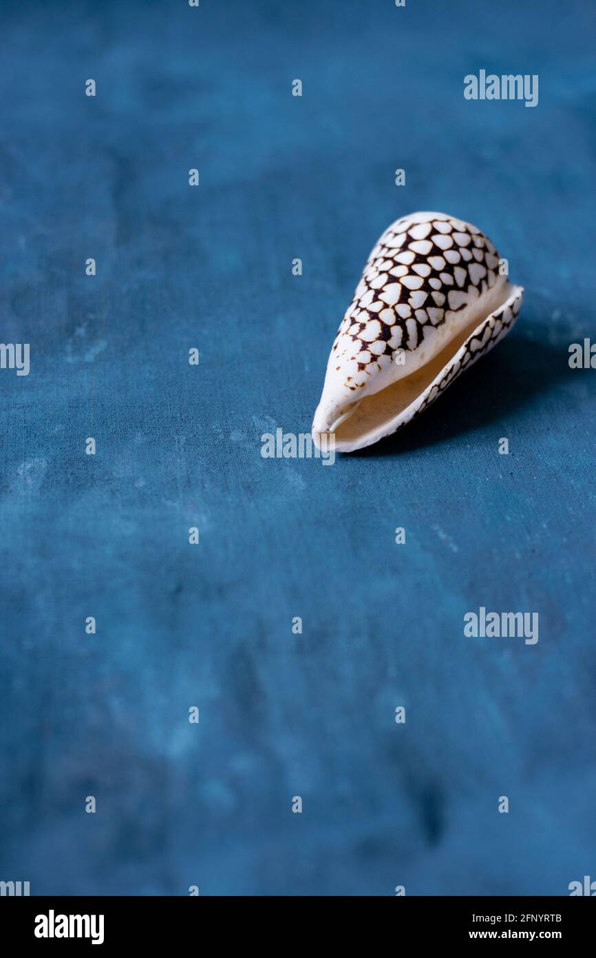Black Cone on a blue background. Conus Marmoreus. Shell With White ...