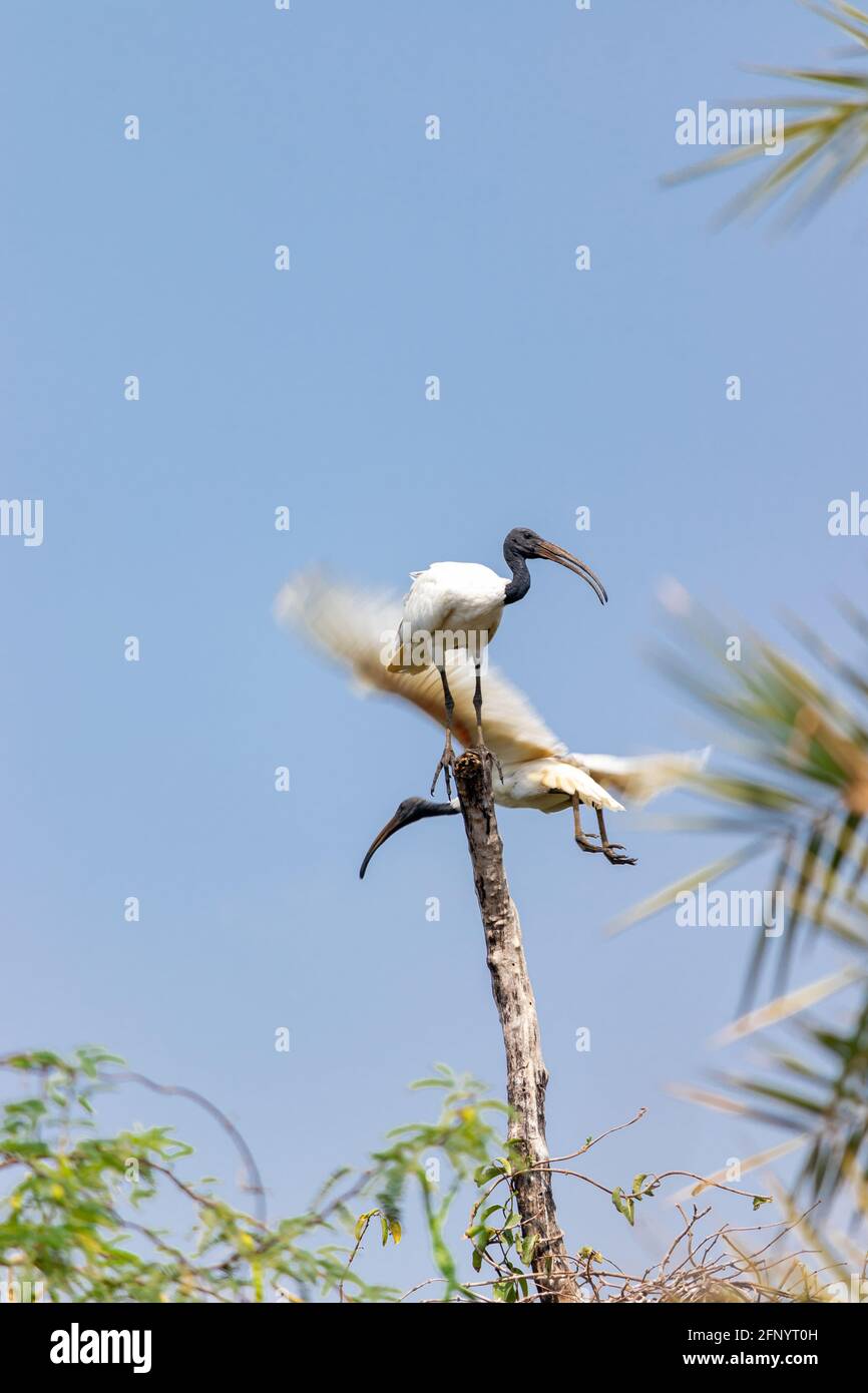 Bird on tree branch Stock Photo - Alamy