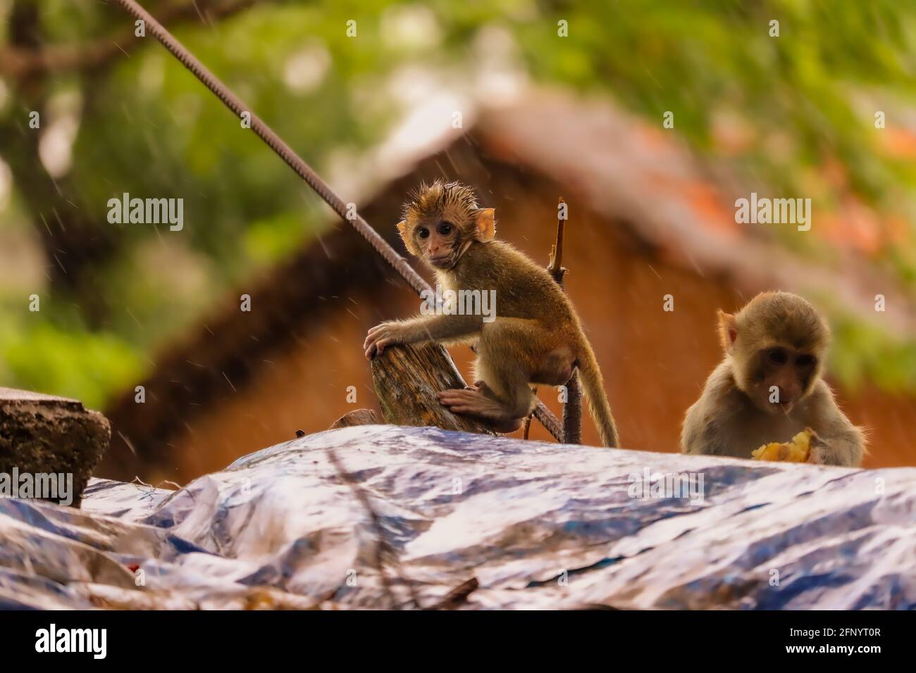 Monkey on wall in raining Stock Photo - Alamy