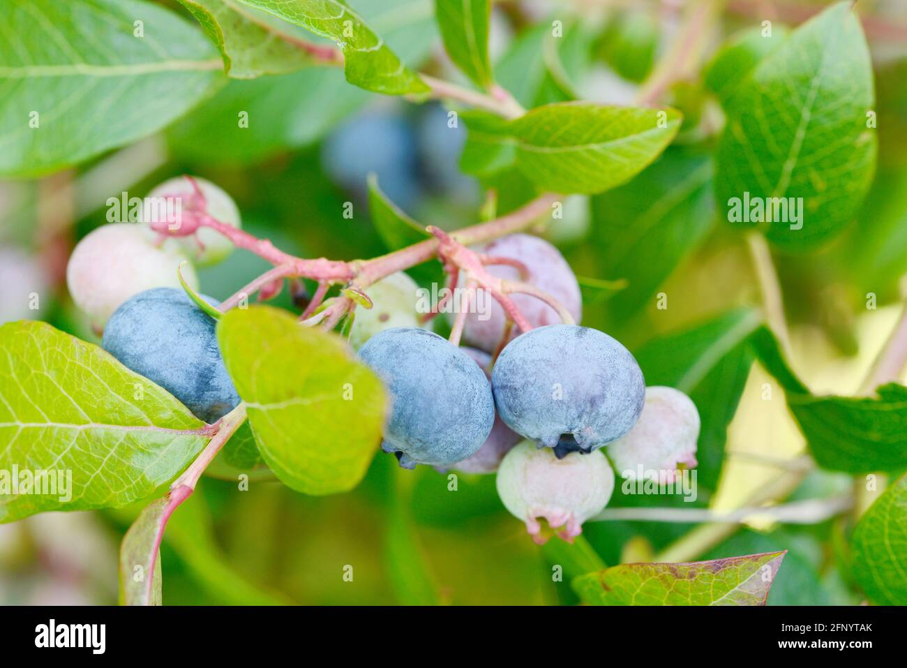 blueberries fruits hanging on blueberry plant in orchard Stock Photo ...