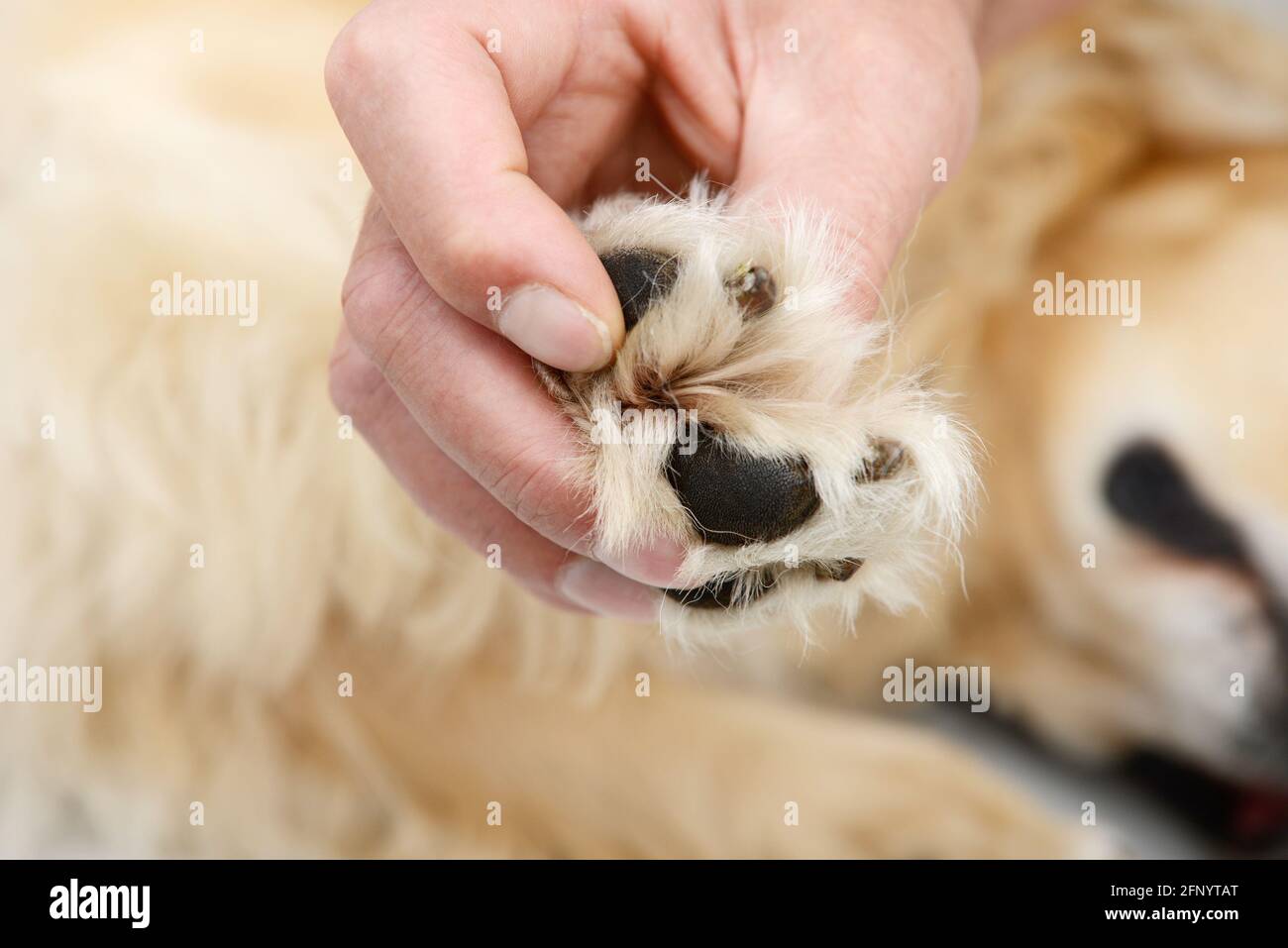 Paw control hi-res stock photography and images - Alamy