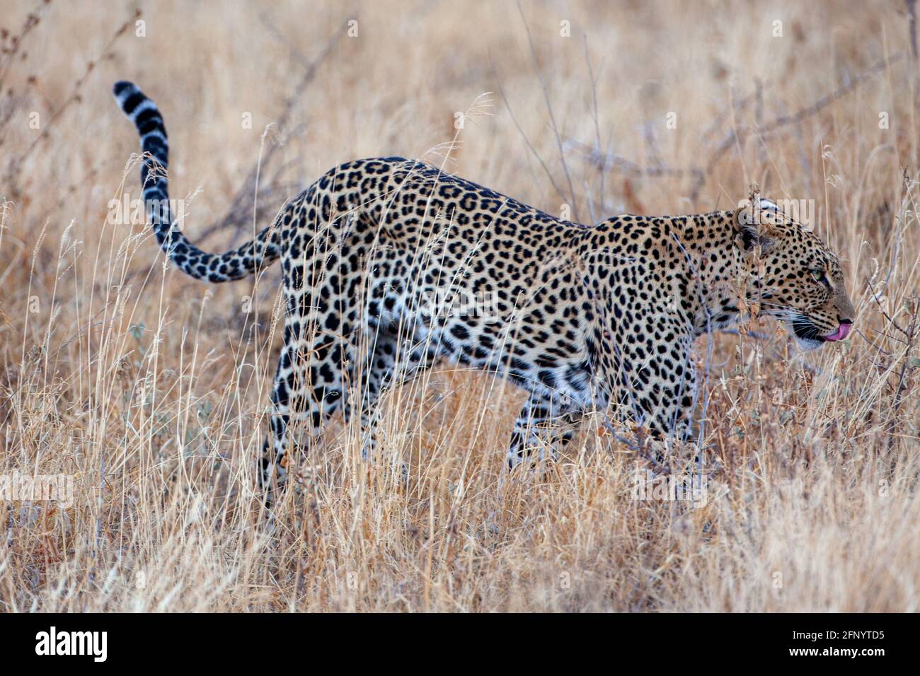 Panthera pardus pardus african wildlife hi-res stock photography and ...