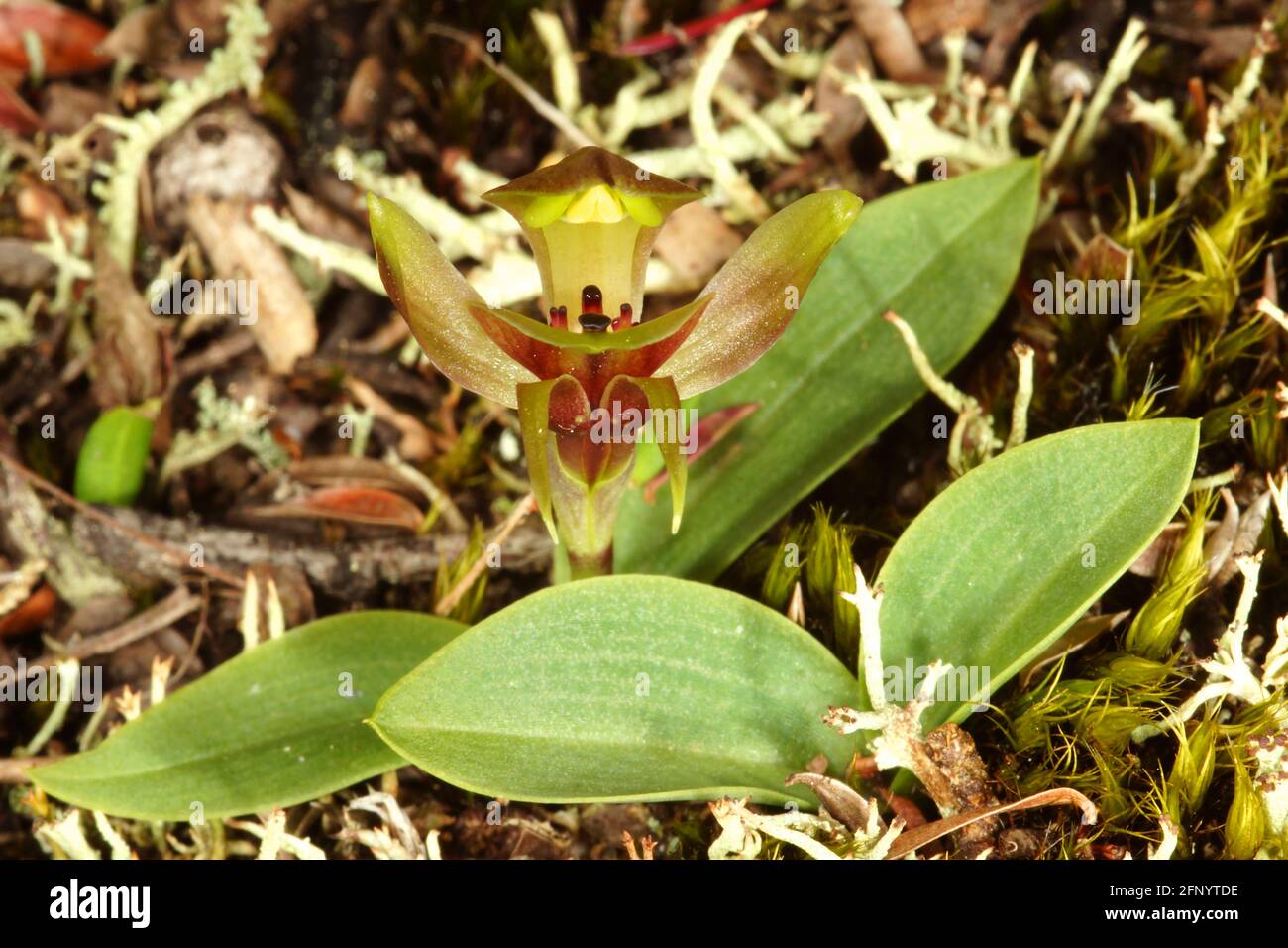 Yellow flowering Simpliglottis triceratops, Three-Horned Bird Orchid in ...