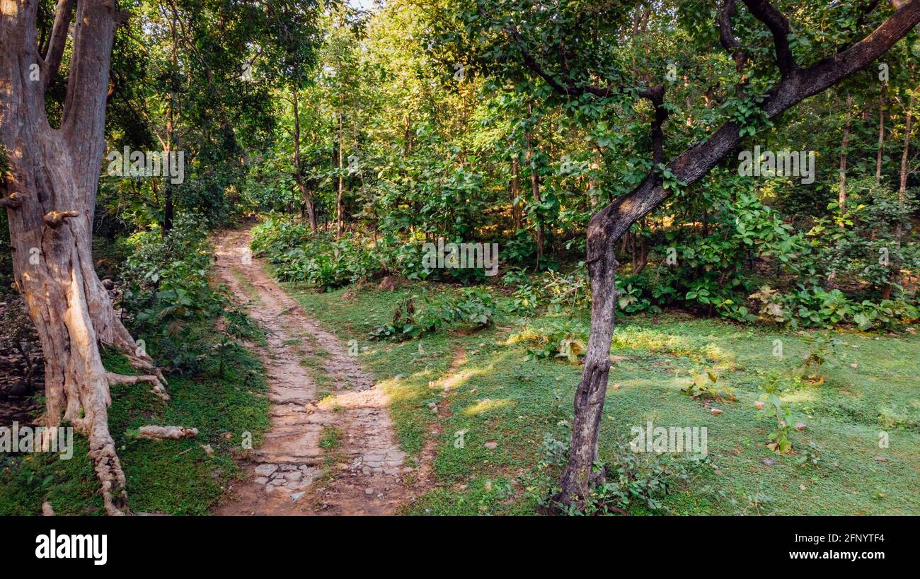 Madhya pradesh forest hi-res stock photography and images - Alamy