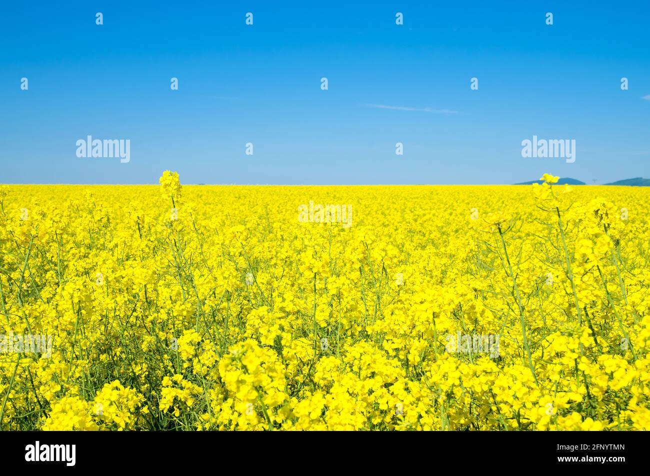 bright yellow flowers of rapeseed meadow and blue sky Stock Photo - Alamy