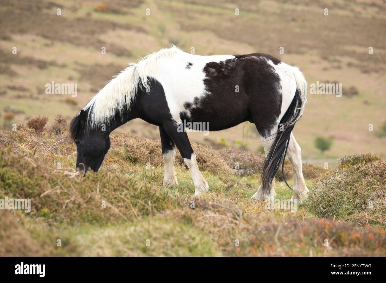Dartmoor pony on moorland near Dartmeet, Dartmoor, Devon, England, UK ...