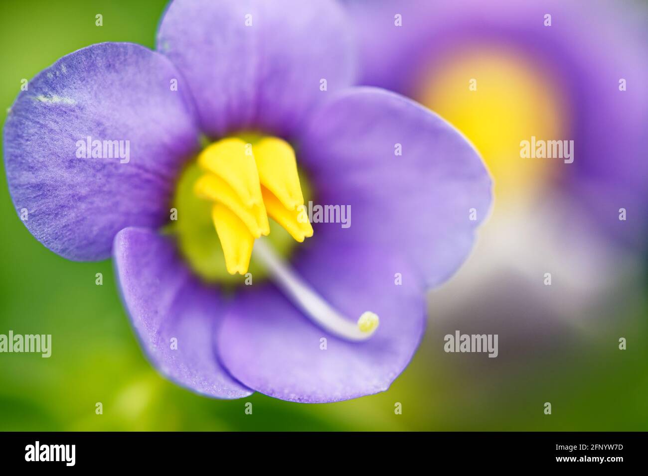 Persian violet, Exacum affine small purple flower closeup beauty banner ...