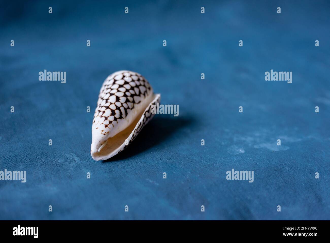 Shell marbled cone snail conus hi-res stock photography and images - Alamy