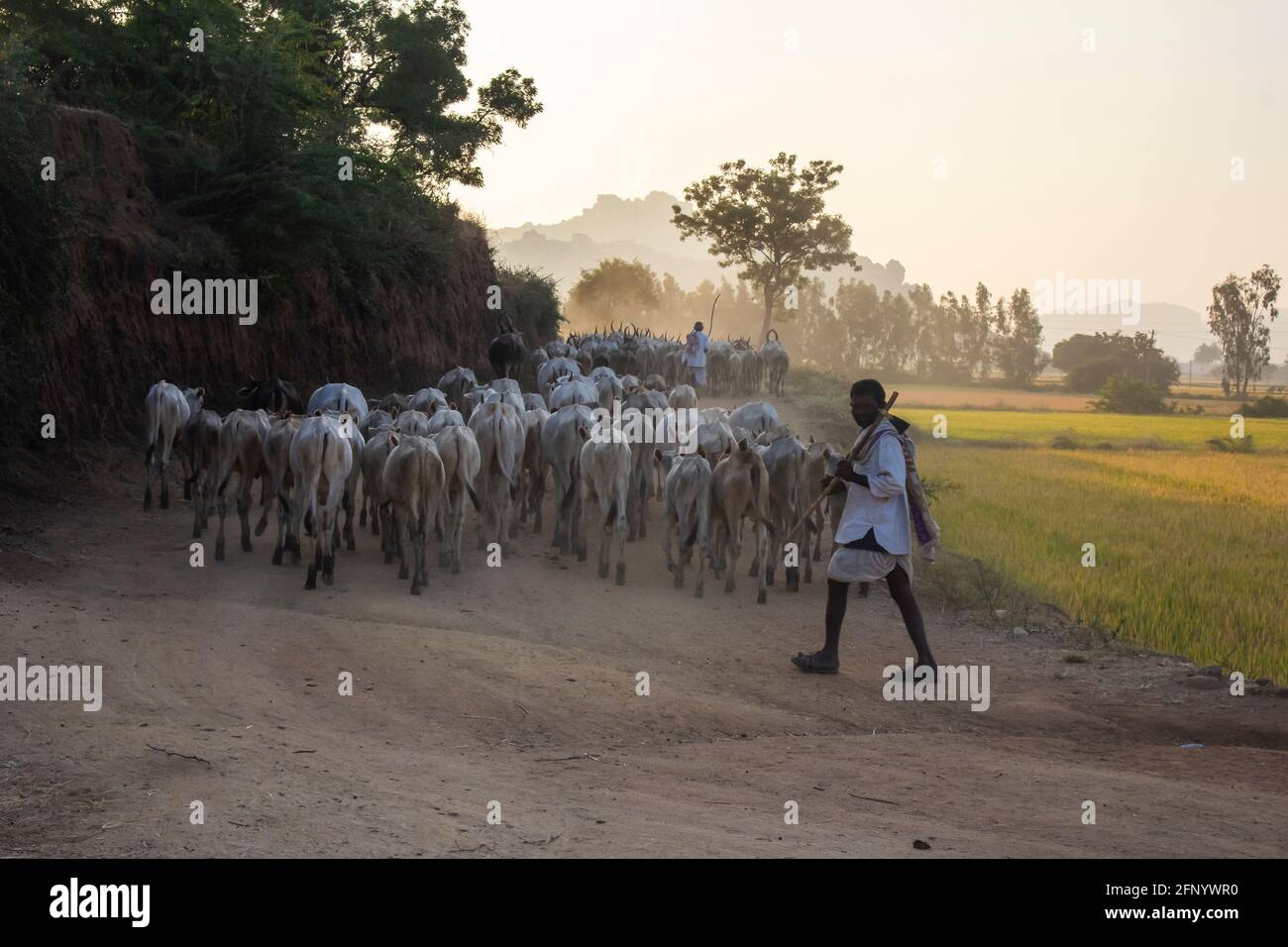 Amritmahal cow breed hi-res stock photography and images - Alamy