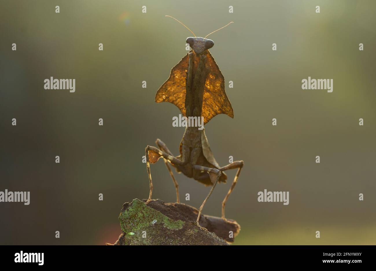 Southeast asian dead leaf mantis hi-res stock photography and images ...