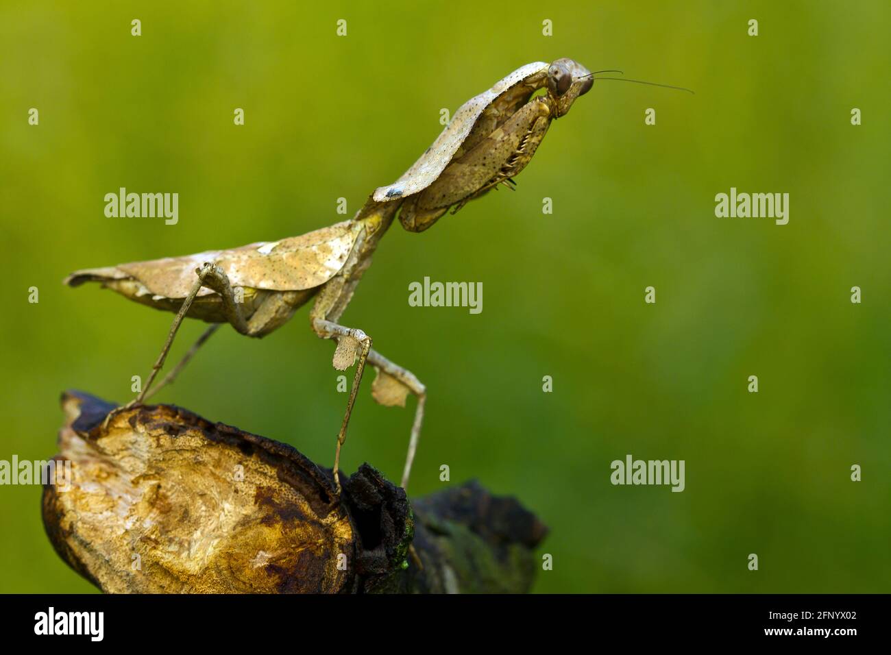 One asian mantis hi-res stock photography and images - Alamy