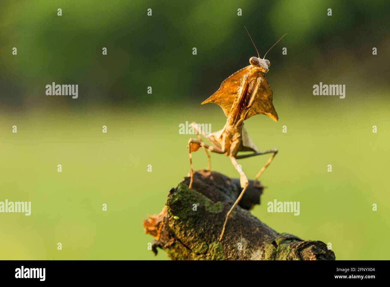 Southeast asian animal hi-res stock photography and images - Alamy
