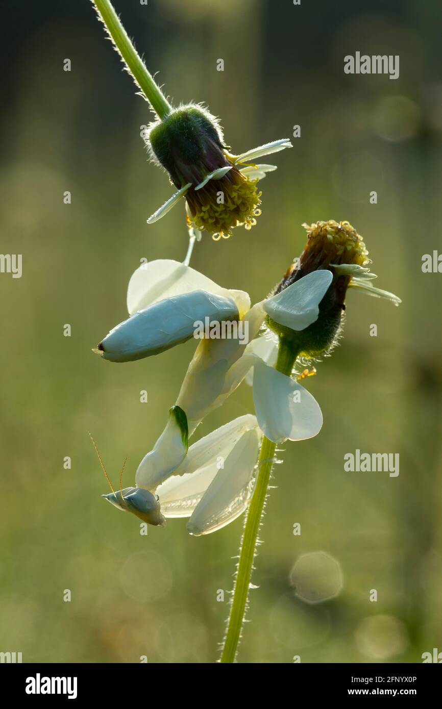 Walking flower mantis hi-res stock photography and images - Alamy