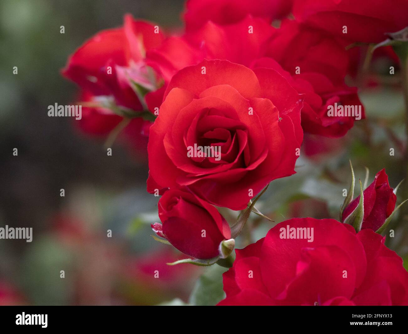 Rare rose flower at cultivation garden macro close up species Stock ...