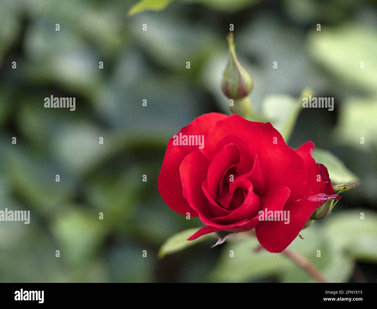 Rare rose flower at cultivation garden macro close up species Stock ...