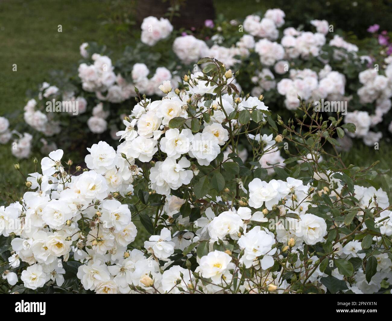Rare rose flower at cultivation garden macro close up species Stock ...