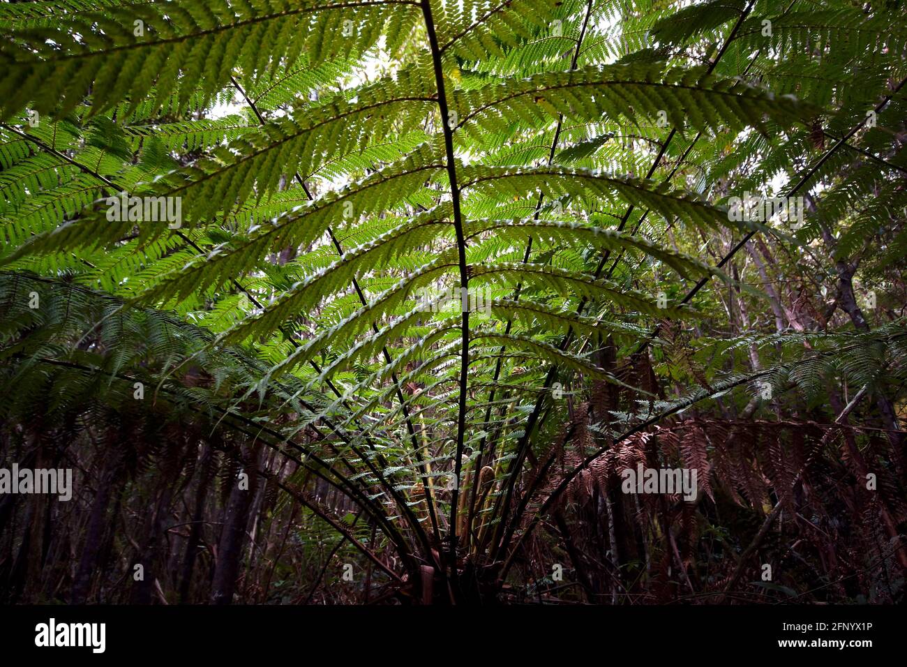 Giant fern plant hi-res stock photography and images - Alamy