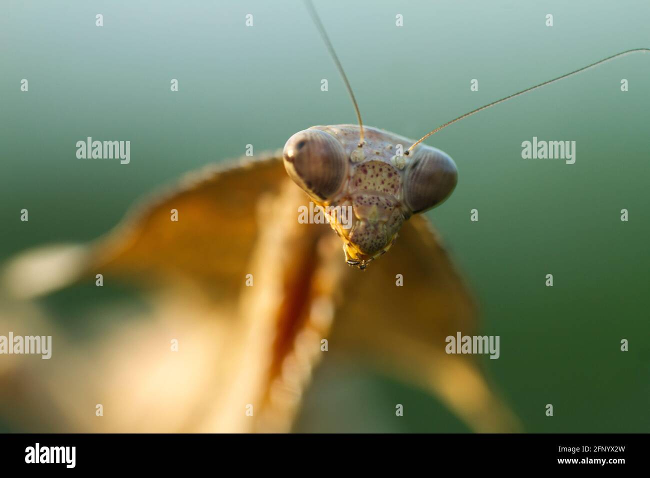 Southeast asian dead leaf mantis hi-res stock photography and images ...