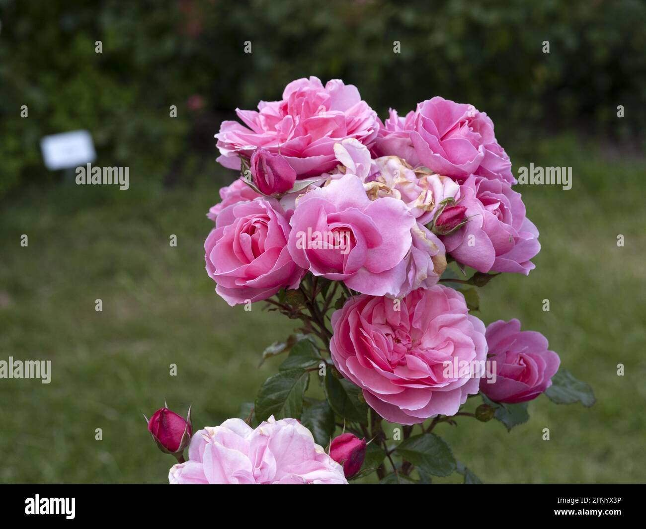 Rare rose flower at cultivation garden macro close up species Stock ...