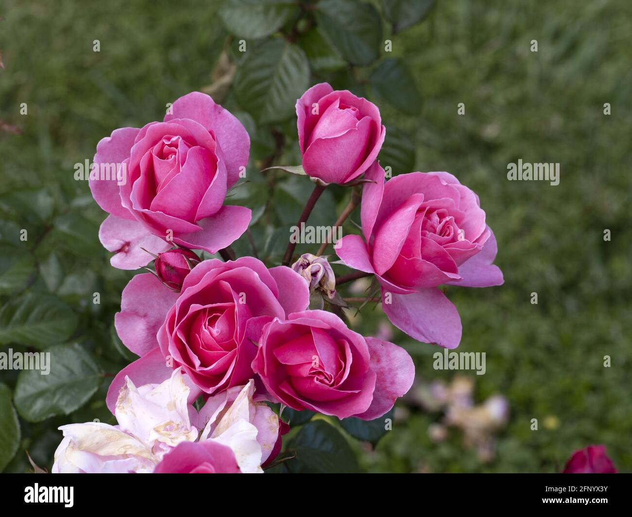 Rare rose flower at cultivation garden macro close up species Stock ...