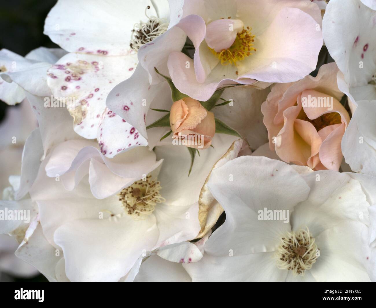 Rare rose flower at cultivation garden macro close up species Stock ...