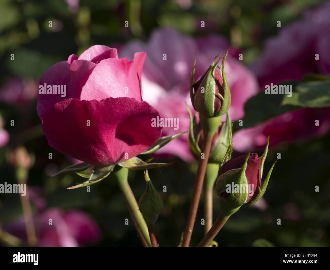 Rare rose flower at cultivation garden macro close up species Deborah ...