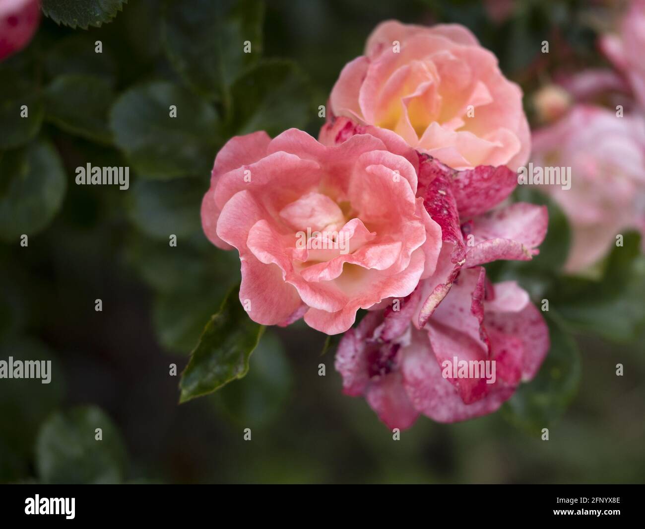 Rare rose flower at cultivation garden macro close up species Peach ...