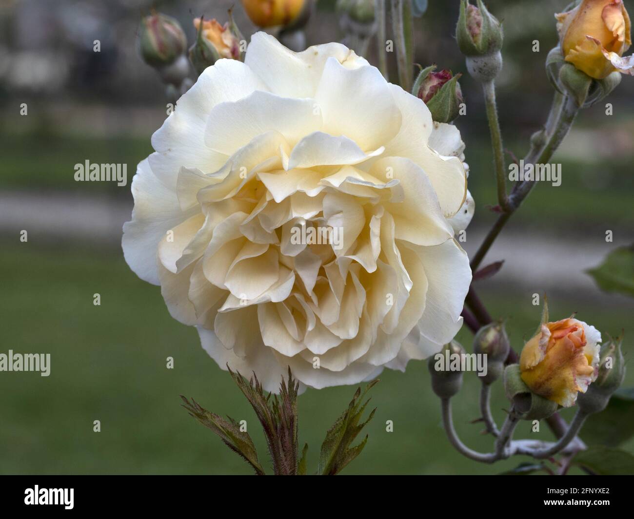 Rare rose flower cultivation hi-res stock photography and images - Alamy