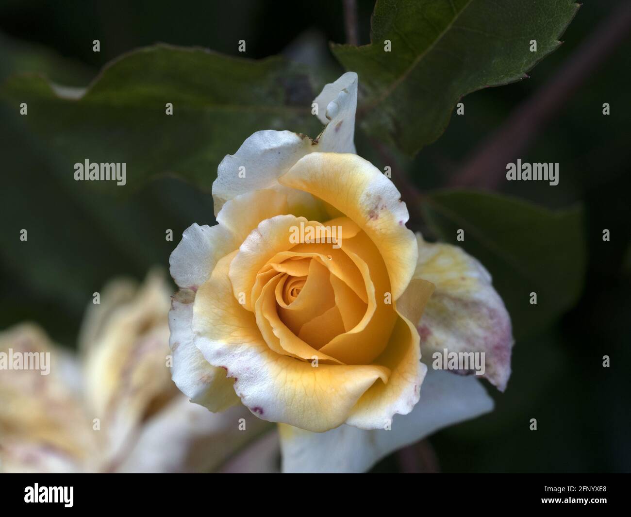 Rare rose flower at cultivation garden macro close up species Buff ...