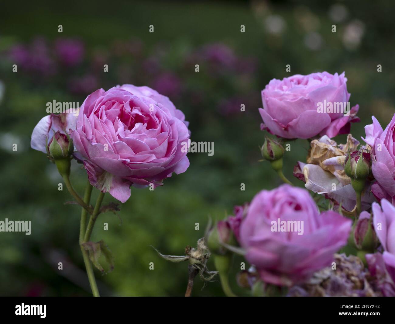 Rare rose flower at cultivation garden macro close up species La Reine ...