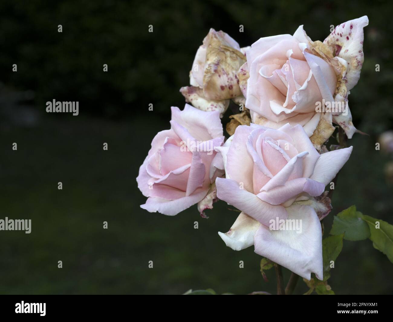 Rare rose flower at cultivation garden macro close up species Madame ...