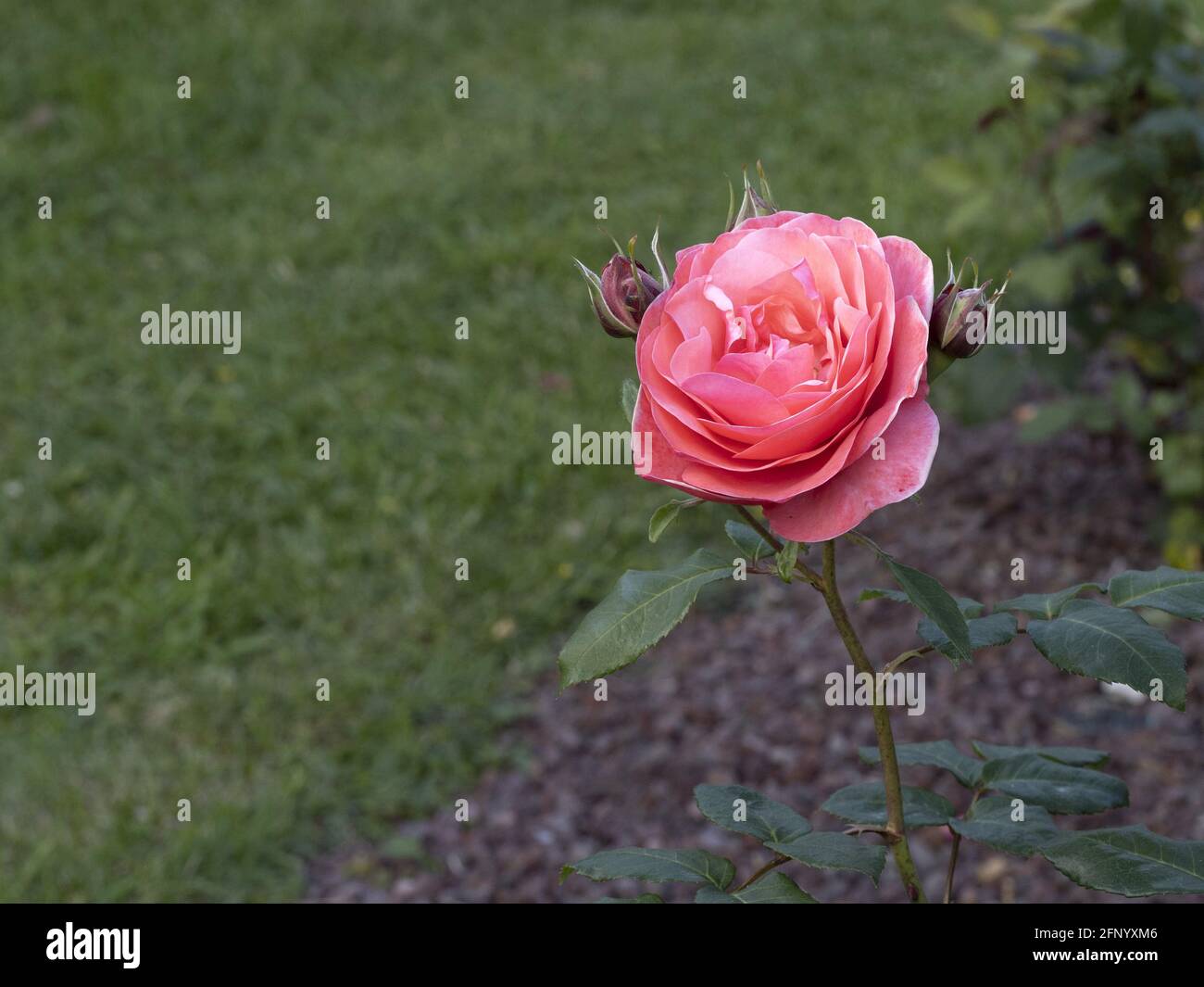 Rare rose flower at cultivation garden macro close up species Stock ...