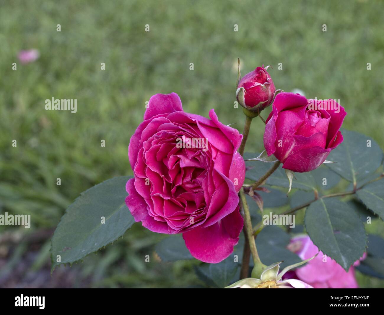 Rare rose flower at cultivation garden macro close up species Stock ...