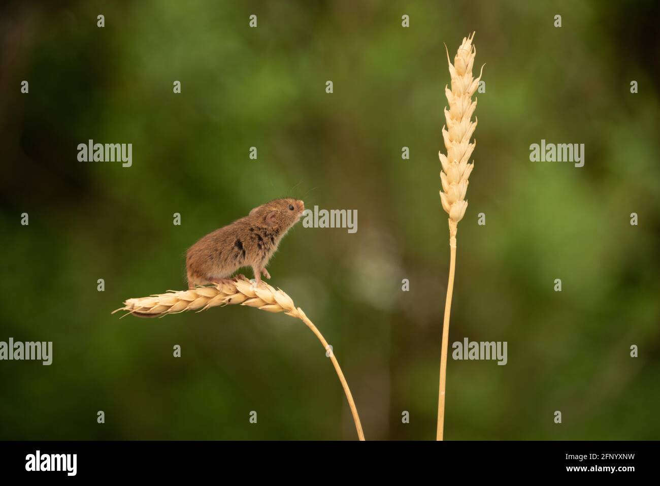 Harvest mouse on wheat Stock Photo - Alamy